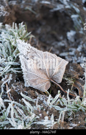 Lincolnshire, UK. 30th Nov, 2016. UK Weather. after the coldest night ...