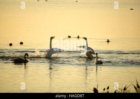 Whooper swans swim at a wetland park in Sanmenxia City, central China's ...