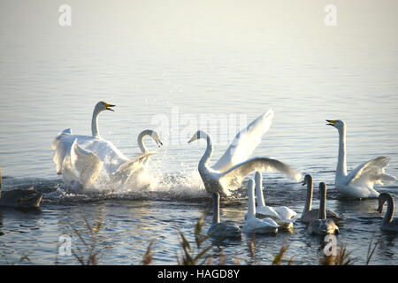 Whooper swans swim at a wetland park in Sanmenxia City, central China's ...