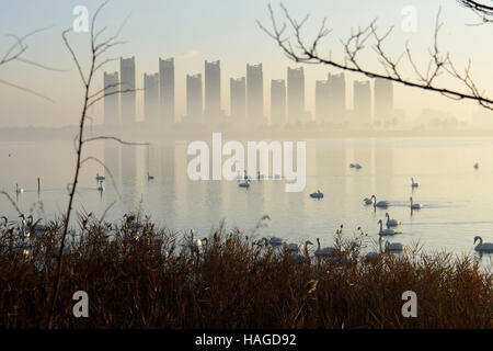 Whooper swans swim at a wetland park in Sanmenxia City, central China's ...