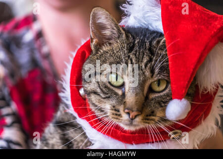 Christmas cat in a red santa hat sits on a white background. Pets ...