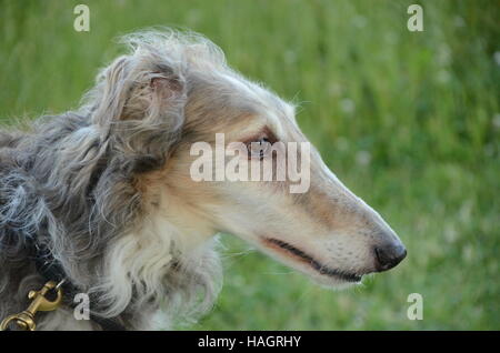 Face of an old Borzoi dog in side view, featuring this breed's long ...