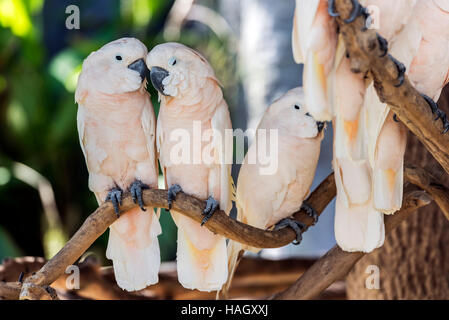 Portrait of a cute salmon-crested cockatoo (white parrot) in a cage ...