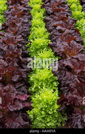 Ripening red lettuce on a summer sunny day in western Germany. A ...