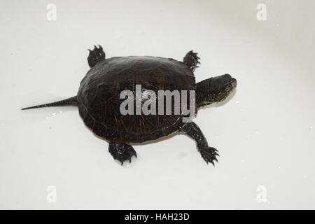 turtle on white background Stock Photo - Alamy
