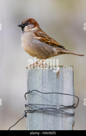 House sparrow (Passer domesticus), adult, female, bathing, in water ...