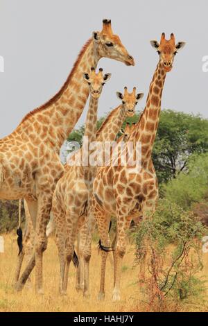 Giraffe - African Wildlife Background - Herd of Symmetry Stock Photo ...
