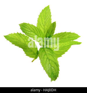 Peppermint tea and fresh peppermint leaves on white background Stock ...