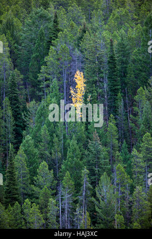 Lone tree in fall color in vast pasture. Near Ennis Montana Stock Photo ...