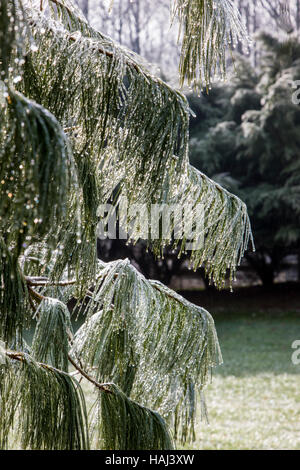 Close-up of frozen coniferous pine branch at winter Stock Photo - Alamy