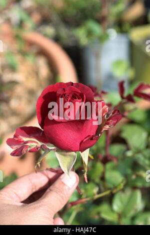 Single red rosebud on soft focus vignette background Stock Photo - Alamy