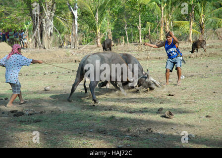 Two Carabao fighting on rice field, Philippines Stock Photo - Alamy