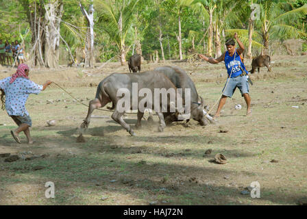 Two Carabao fighting on rice field, Philippines Stock Photo - Alamy