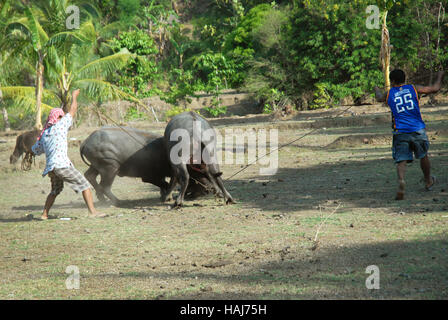Two Carabao fighting on rice field, Philippines Stock Photo - Alamy