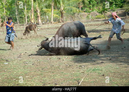 Two Carabao fighting on rice field, Philippines Stock Photo - Alamy