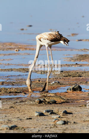 Flamingo searching food Stock Photo - Alamy