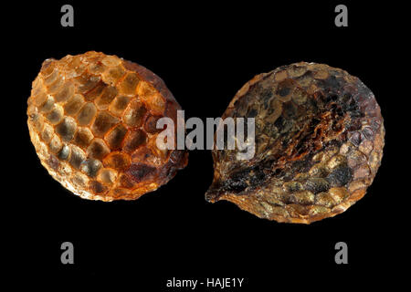 Crested Pricklypoppy, Argemone polyanthemos Stock Photo - Alamy