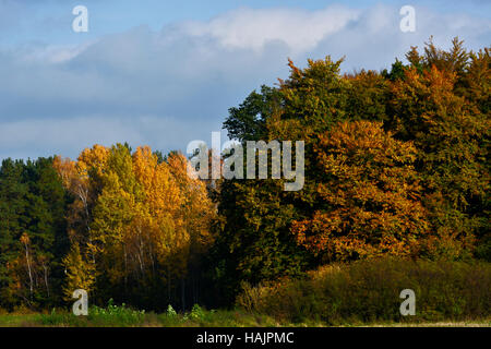 Autumn trees yellow gold and other colors Stock Photo - Alamy