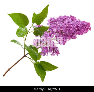 Purple Lilac pink flower petal bud. Syringa Flowers spring nature ...