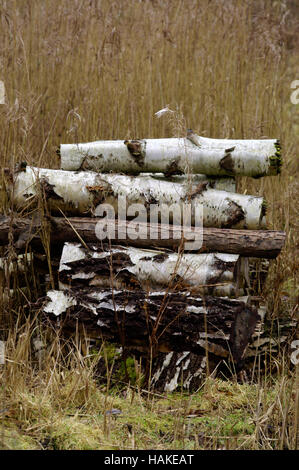 Woodpile habitat for insects Stock Photo - Alamy