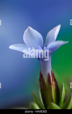 Spring Gentian (Gentiana verna) flower Stock Photo - Alamy