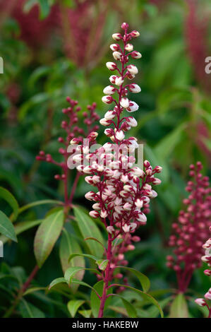 Pieris japonica carnaval Stock Photo - Alamy