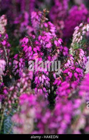 Erica carnea 'Myretoun Ruby' Stock Photo - Alamy