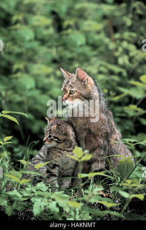 Common Wild Cat / Europaeische Wildkatze Stock Photo - Alamy