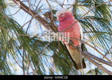 Pink and Grey Gallah in a tree ( eulophus roseicapilla ), Western ...