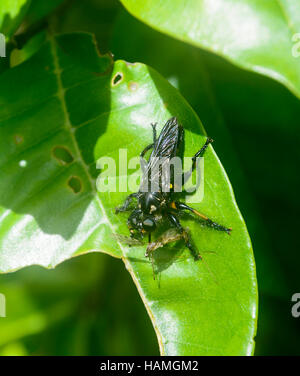 A robber fly with prey macro portrait Stock Photo - Alamy