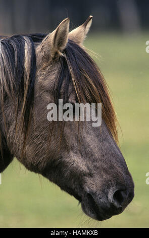 Duelmen pony, Dulmen pony, Duelmener Wildpferd, Dulmener Wildpferd ...