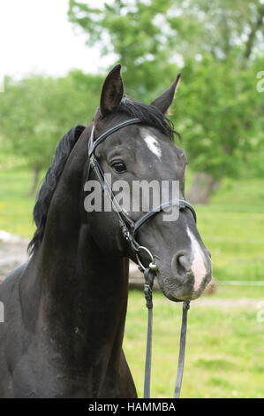 Ungarische Nonius Pferde Hungarian Nonius Horse Stock Photo - Alamy