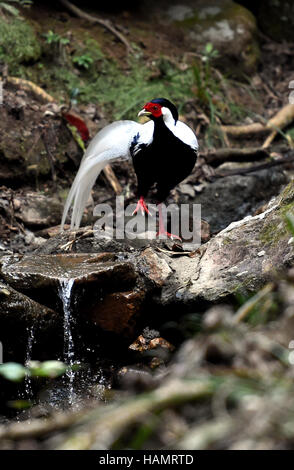 Mingxi, China's Fujian Province. 2nd Dec, 2016. A wild silver pheasant ...