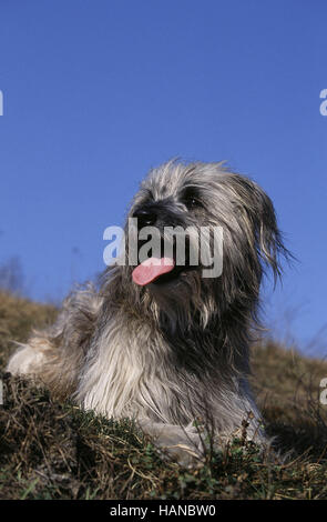 Dog Pyrenean Shepherd adult blue merle running In a straw field face ...