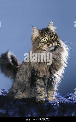Norwegische Waldkatze / norwegian forest cat Stock Photo - Alamy