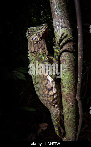 Comb crested dragon (Gonocephalus liogaster) male in breeding colours ...