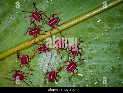 Red Stink Bug (Pycanum rubeus), also known as a Shield Bug, Sabah ...