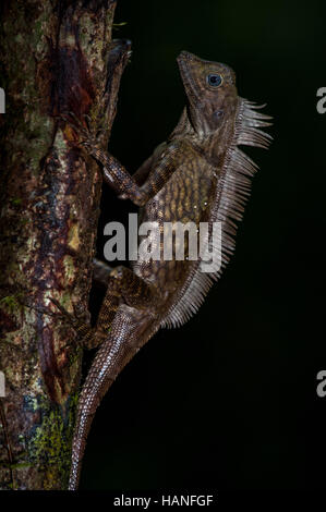 Comb crested forest dragon lizard (Gonocephalus liogaster) in the Danum ...