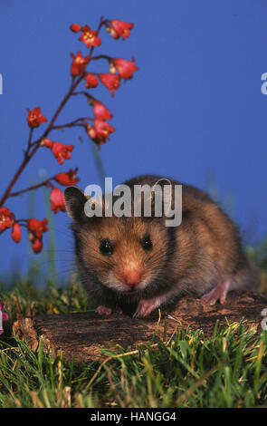 Goldhamster / Hamster Stock Photo - Alamy