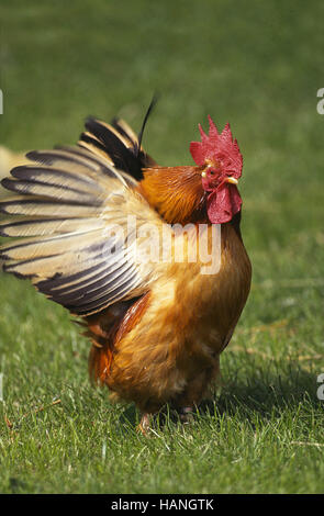 Domestic fowl, Poulet, domestic chicken (Gallus gallus domesticus ...