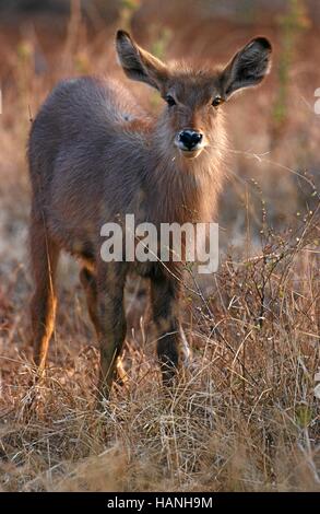 Defassa Waterbuck, kobus ellipsiprymnus defassa, Cub, Masai Mara Park ...