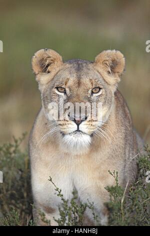 African Lion / Afrikanischer Loewe Stock Photo - Alamy