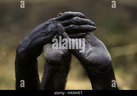 Close up of foot of Chimpanzee {Pan troglodytes} opposable toe Stock ...