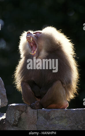 sacred baboon crying / Papio hamadryas Stock Photo - Alamy