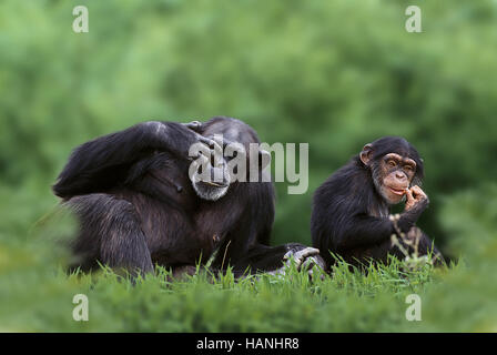Chimpanzee (Pan troglodytes) with a cub on mangrove branches. Mother ...