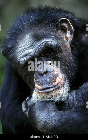 Chimpanzee / Chimpy Stock Photo - Alamy