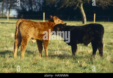 Deutsch Angus Rinder German Angus Cattle Stock Photo - Alamy