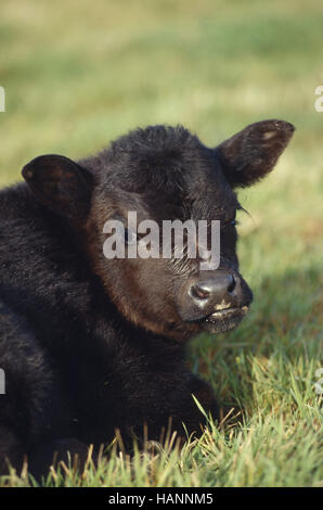 Deutsch Angus Rinder German Angus Cattle Stock Photo - Alamy