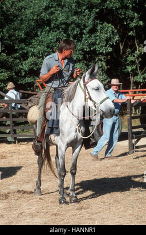 Muli Maultier Mule Stock Photo - Alamy