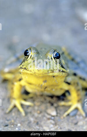 Frog (Rana sp Stock Photo - Alamy